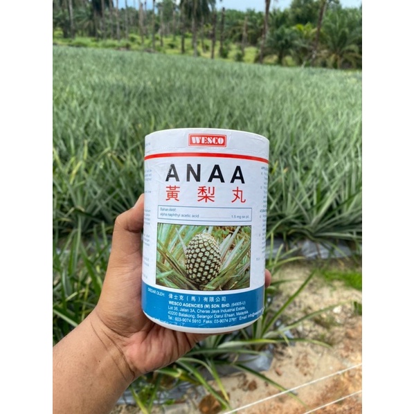 Pegalak buah Nanas/Nenas Pineapple Hormon - Pil Ana/Anaa | Shopee Malaysia