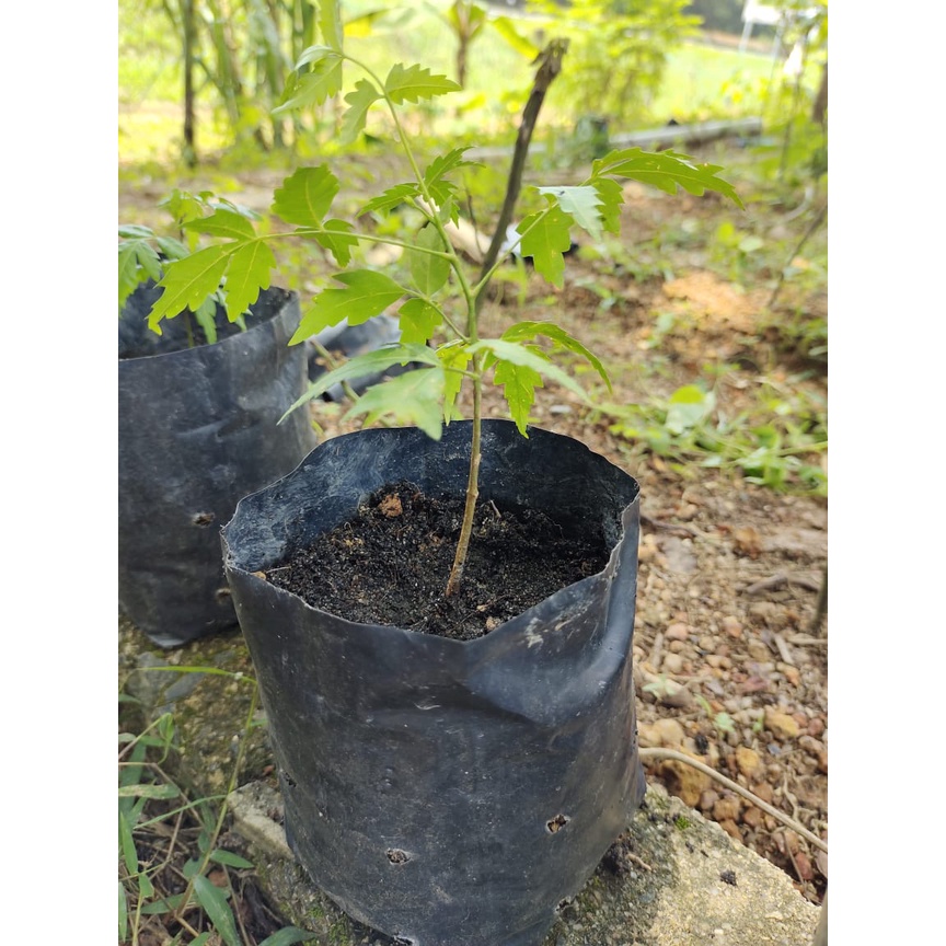 ANAK POKOK SEMAMBU/MAMBU/NEEM PLANT + FREE BAJA | Shopee Malaysia