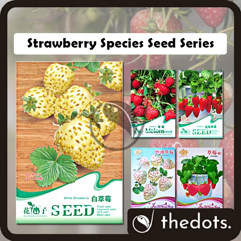 ( EXPIRED CLEARANCE ) Fresh Strawberry Species Fruit Seed Series Segar ...