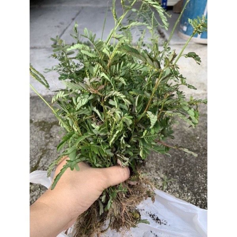 Pokok Dukung Anak (ubat kuning baby/mandian) | Shopee Malaysia