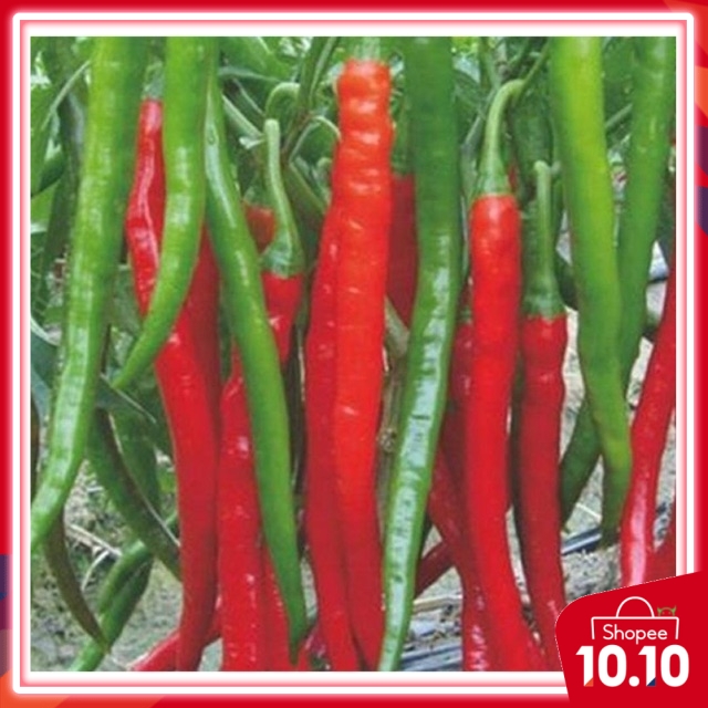 10pcs Seeds Cili Merah Panjang | Shopee Malaysia