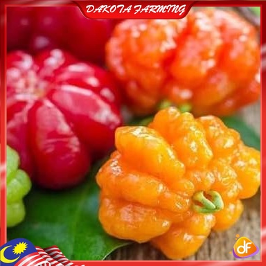 Anak Pokok Ceri Cherry Surinam Ceri Belanda Cepat Berbuah Import Dari ...