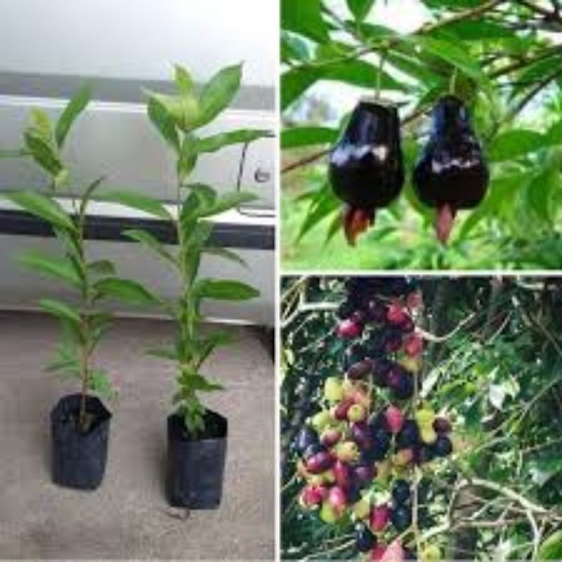 Jambu Arang/ Keriang/Anak Pokok | Shopee Malaysia