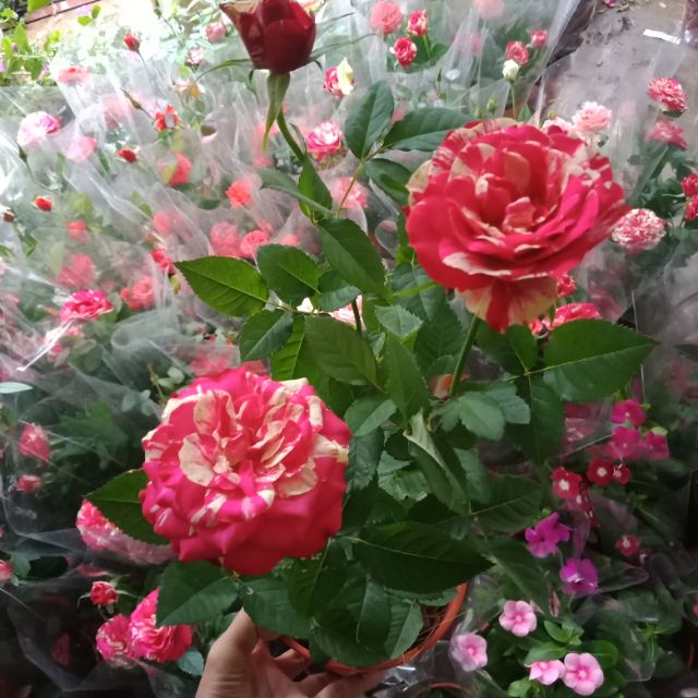 POKOK ROSE WITH POT LIVE PLANT | Shopee Malaysia