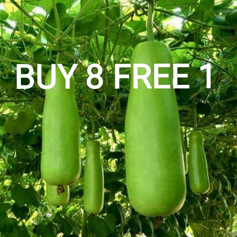 5pcs Biji Benih Labu Air Baby | Baby Bottle Gourd Seeds | Shopee Malaysia