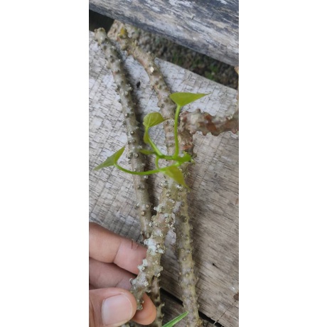 (6 KERATAN) Akar batang wali pokok batang wali herba batang wali akar ...