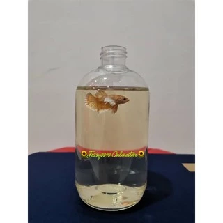 Buy fish betta Online With Best Price, Jun 2024 | Shopee Malaysia