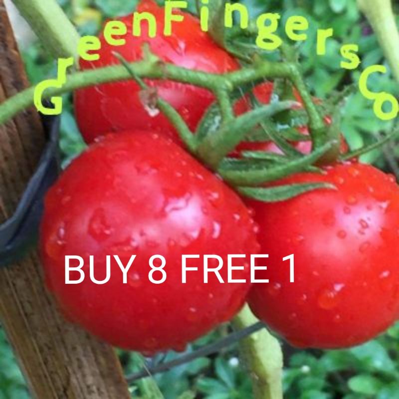 20pcs Biji Benih Tomato Cameron Bulat Cameron Round Tomato Seeds ...
