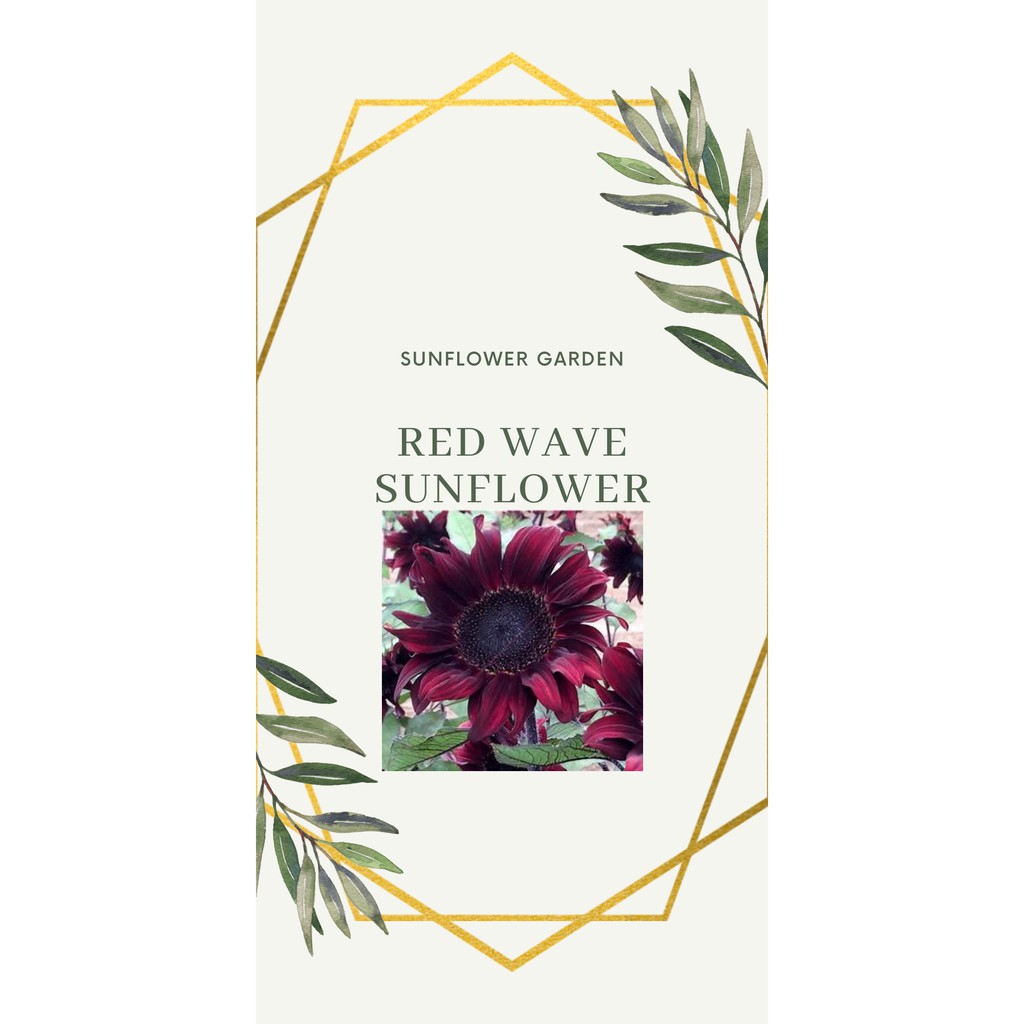 Red Wave Sunflower (10 seeds) | Shopee Malaysia