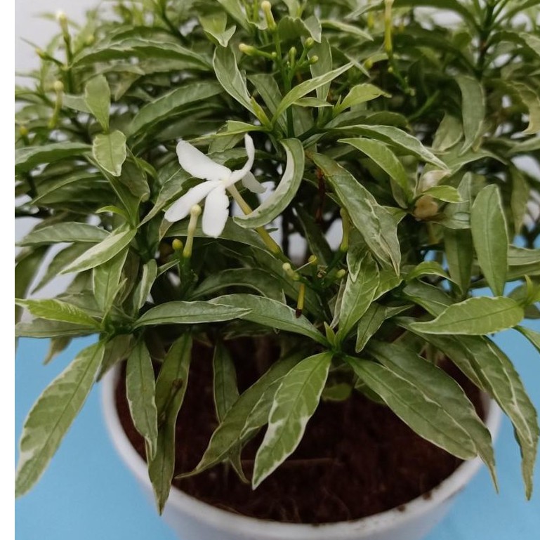ANAK POKOK BUNGA / Pokok Ervatamia Dwarf Jasmine Thai/ Pokok bunga ...