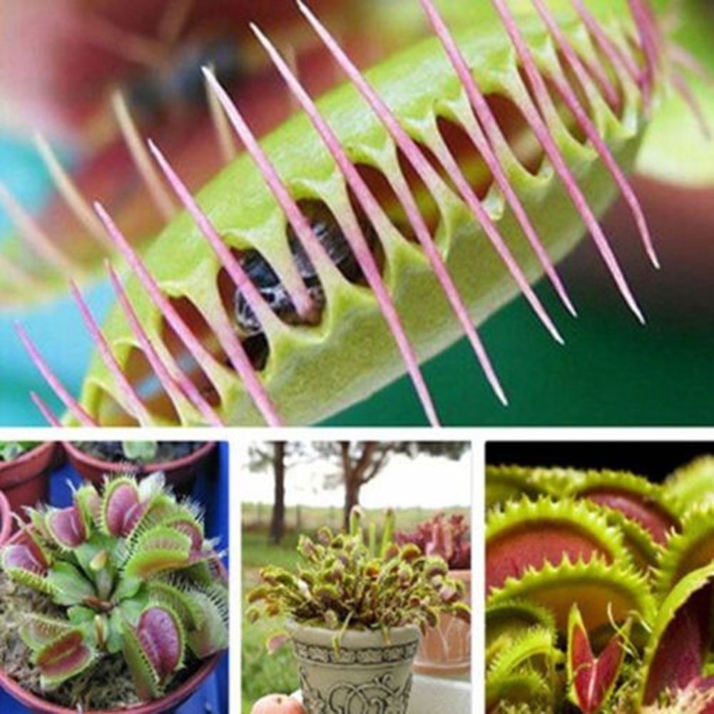 150pcs VENUS FLY TRAP Seeds Carnivorous Dionaea Muscipula Flower Seeds ...