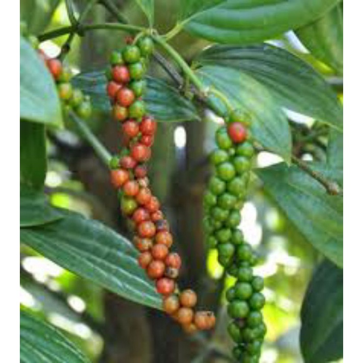 Anak Pokok Lada Hitam Ready Stock | Free Gift🌹🎉🎁 | Shopee Malaysia