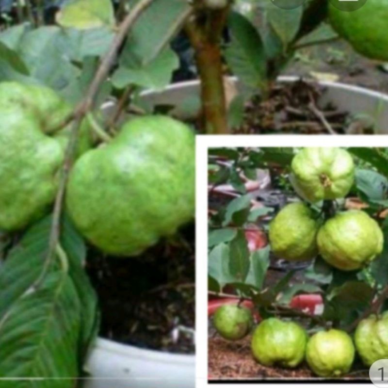 anak pokok jambu madu/petai/Lohan/jambu loceng/pokok manggis/jambu ...