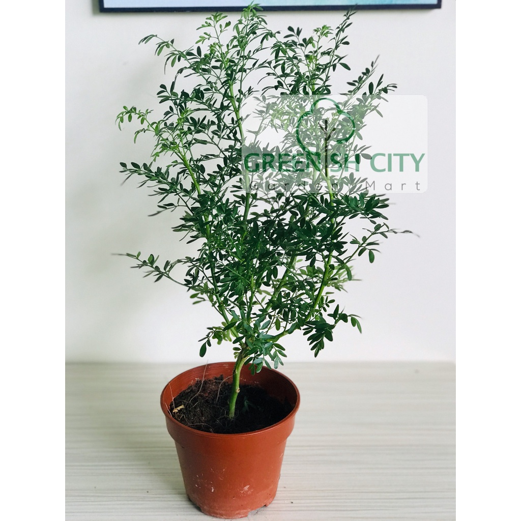GNC - Ruta Herb Plant Herbs Pokok Herba Busuk 芸香 臭草 | Shopee Malaysia