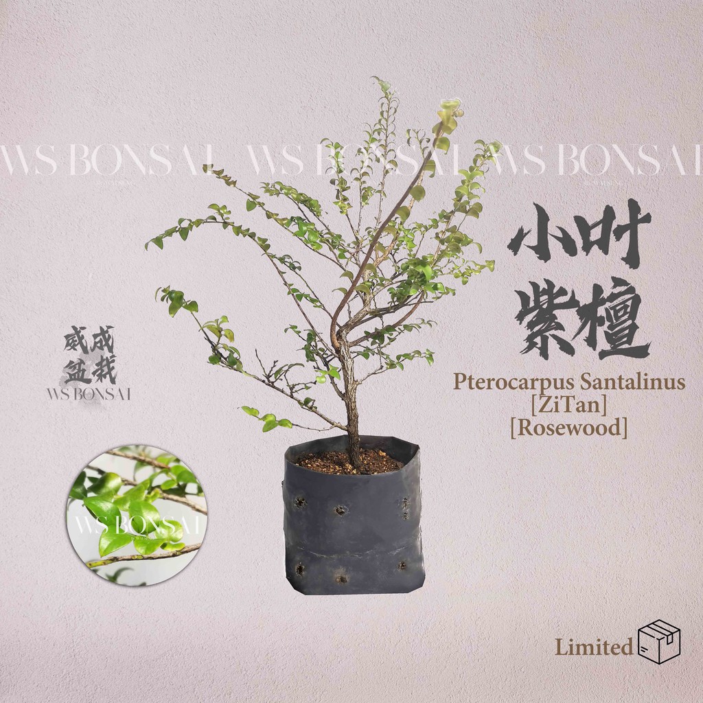 Rosewood ZiTan Zi Tan Bonsai Seedling Stock 小叶紫檀树苗 | Shopee Malaysia