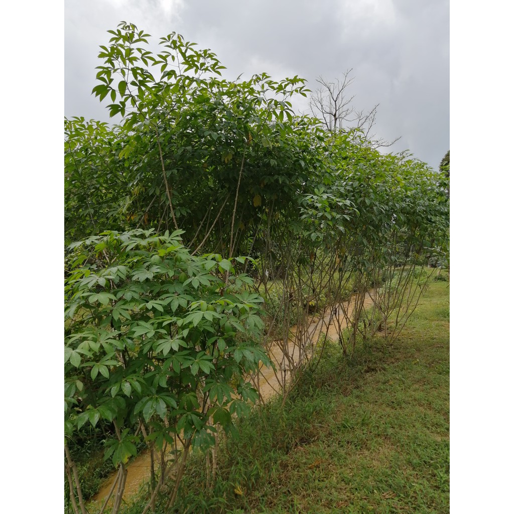 pokok ubi kayu (isi kuning / isi putih) | Shopee Malaysia