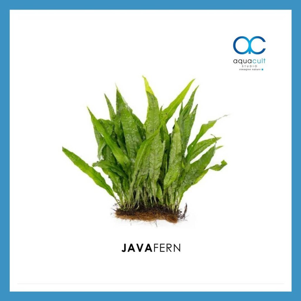 🔥BEST SELLER🔥Microsorium Pteropus Java Fern (Aquascape/Aquarium ...