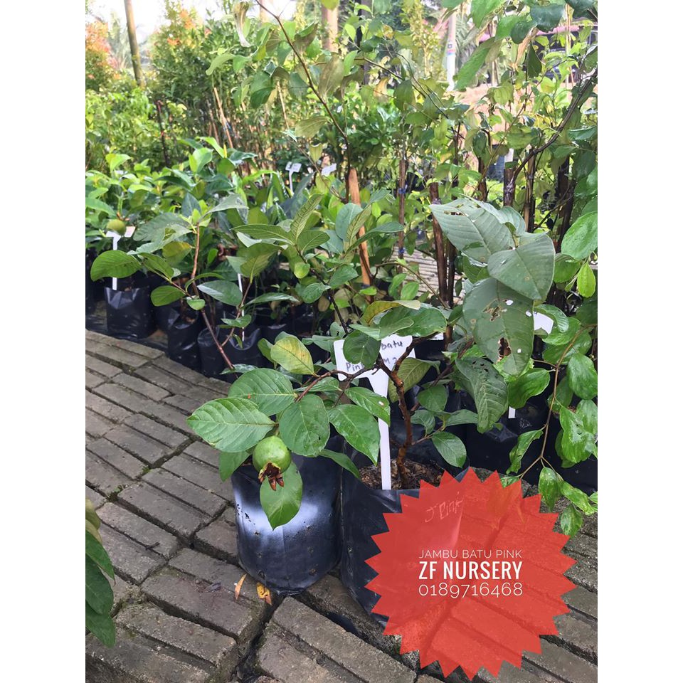 Anak pokok jambu Batu Pink | Shopee Malaysia