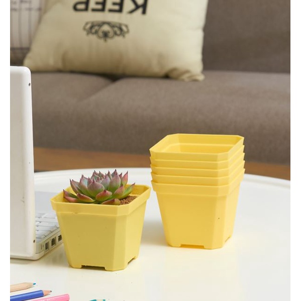 COLORFUL COLOR SUCCULENT CACTUS SQUARE PLASTIC POT PASU MINI PLASTIK ...
