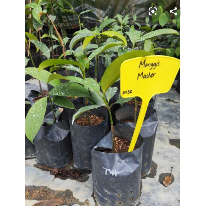 manggis master(hybrid) | Shopee Malaysia