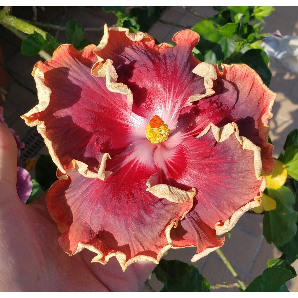 Anak Pokok Bunga Raya/Hibiscus Hibrid/Hybrid Impot Season 2 | Shopee ...