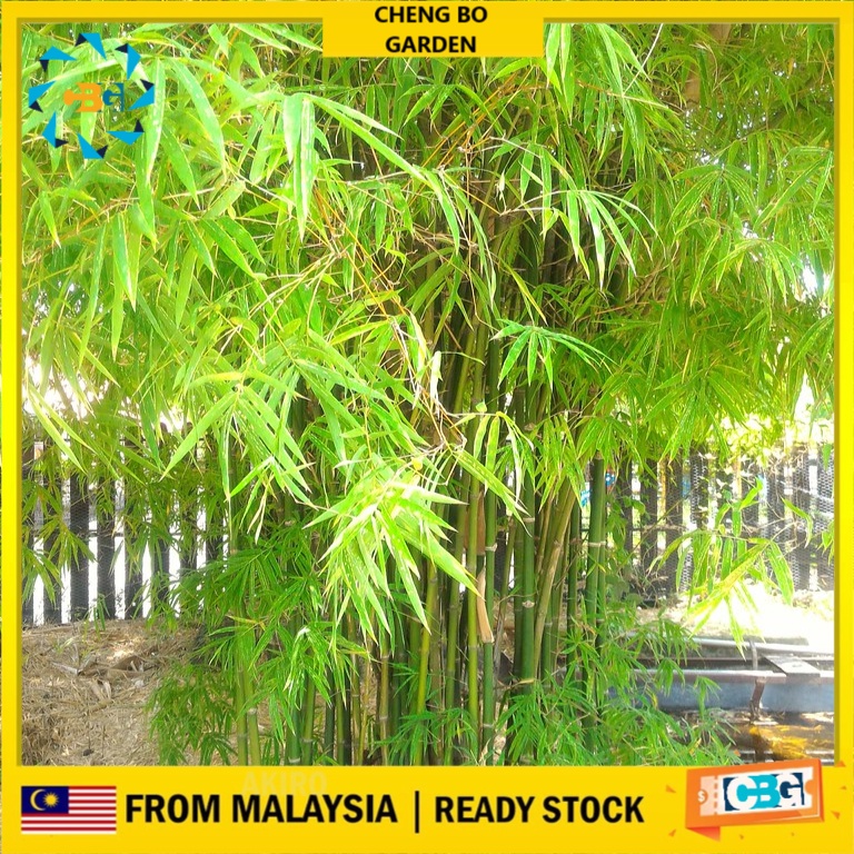 Anak Pokok Buluh Madu Rebung Gigantochloa Albociliata Rebung Pokok ...