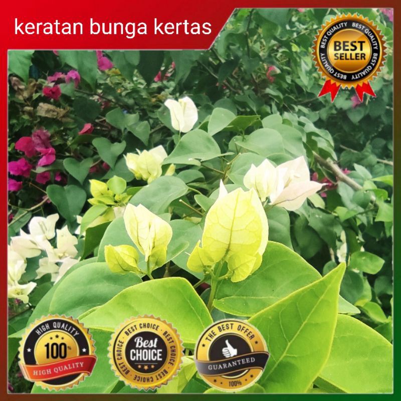 Keratan Pokok Bunga kertas. (minimum 5 keratan) | Shopee Malaysia