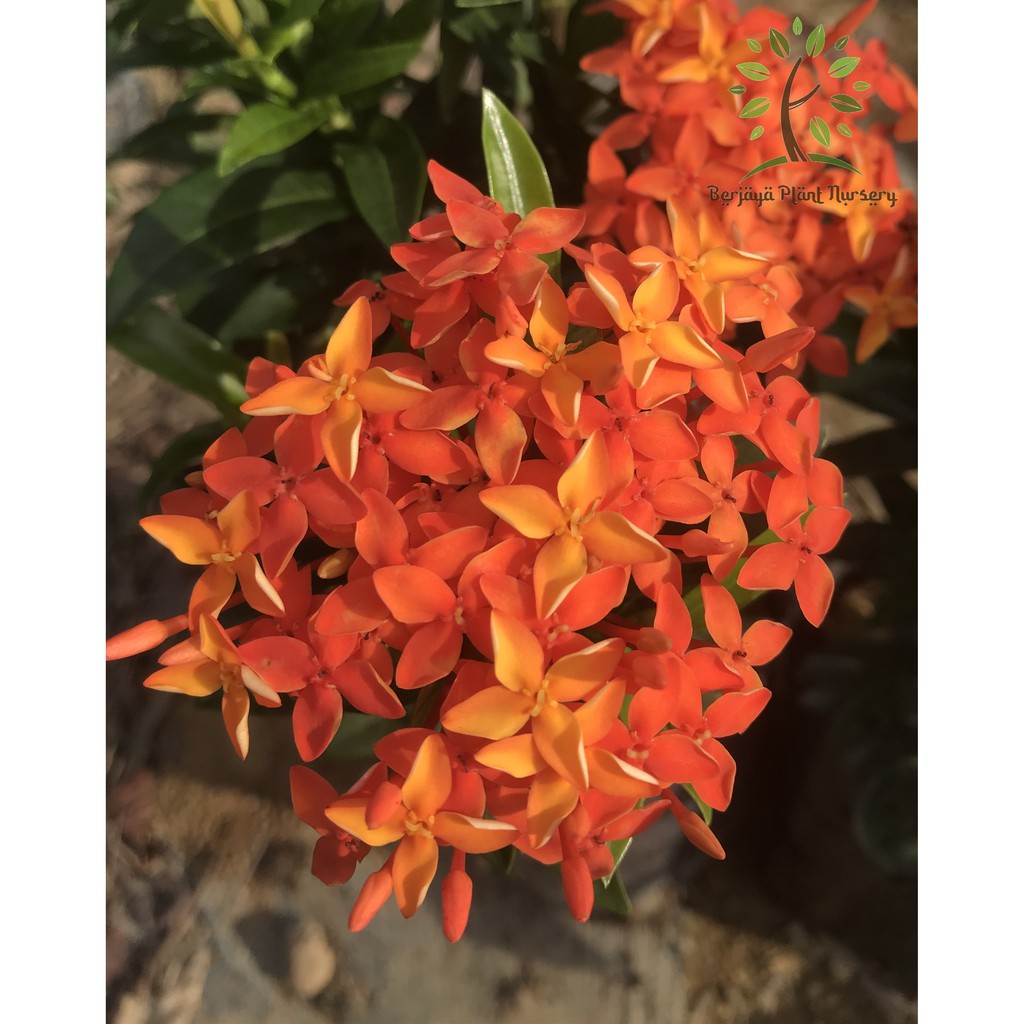 Berjaya Plant Nursery - Bunga Ixora Sunkist/Jenjarum(Pokok Bunga Hidup ...
