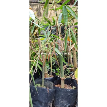 Anak Pokok Buluh Betong | Shopee Malaysia