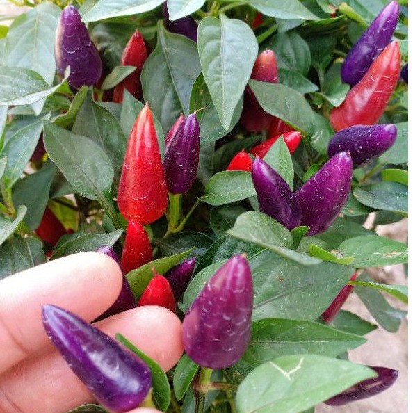 🔥🔥 Biji Benih Cili Padi Purple 10 Seeds | Shopee Malaysia