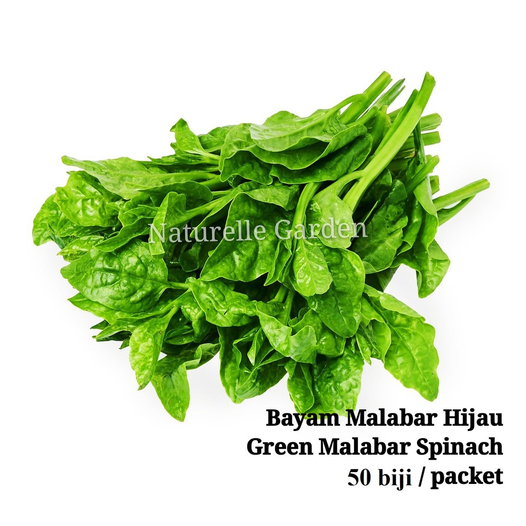 Benih Sayur Bayam Malabar Hijau Green Malabar Spinach Seed Benih Sayur ...
