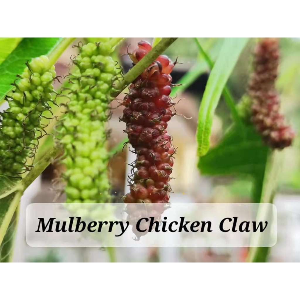 Anak Pokok Mulberry Tapak Ayam / Mulberry Chicken Claw （Sapling ...