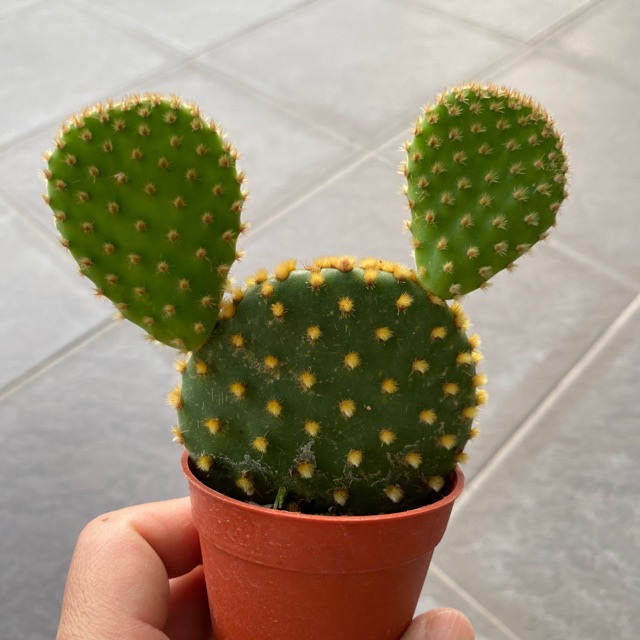 Cactus Mickey Mouse -仙人掌🌵5.5cm pot | Shopee Malaysia