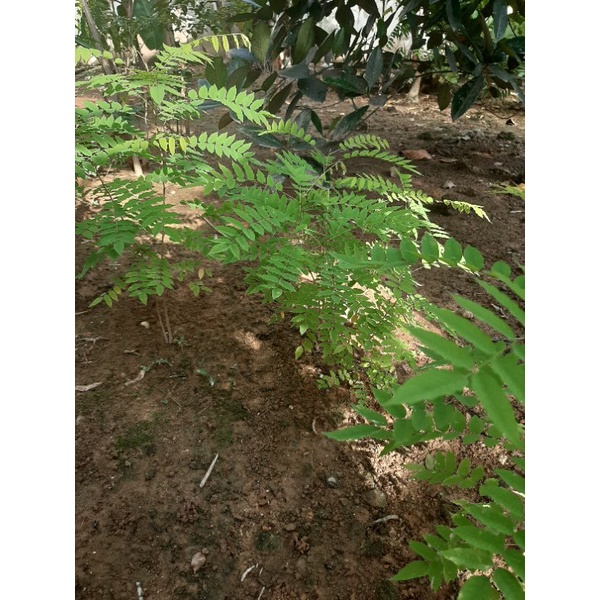 ANAK POKOK BELIMBING BULUH KUNING | Shopee Malaysia