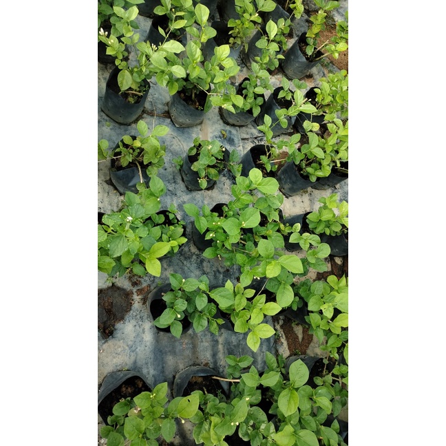 Pokok Bunga Melur Susun Harum Wangi / Melur Rose / Jasminum Sambac ...