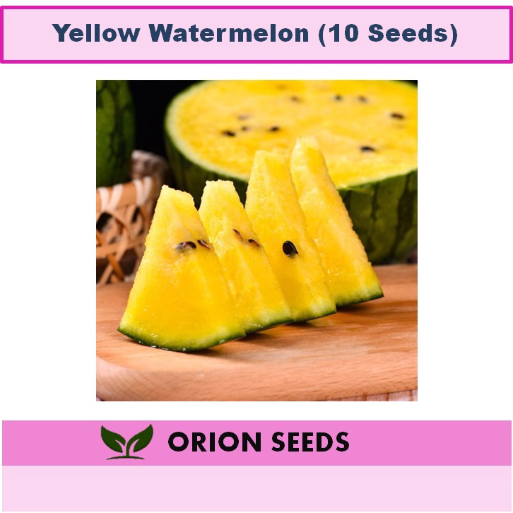 🌸 Biji Benih 🌸 Tembikai Kuning (10 seeds) / Yellow Watermelon 黄西瓜 种子 ...