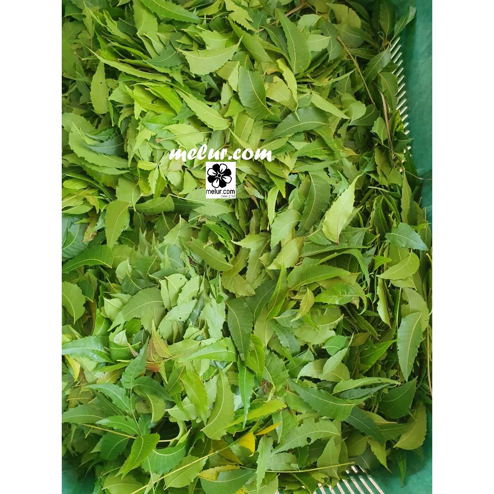 ANOR - Dried Neem Leaves / Daun Mambu kering 1 kg | Shopee Malaysia