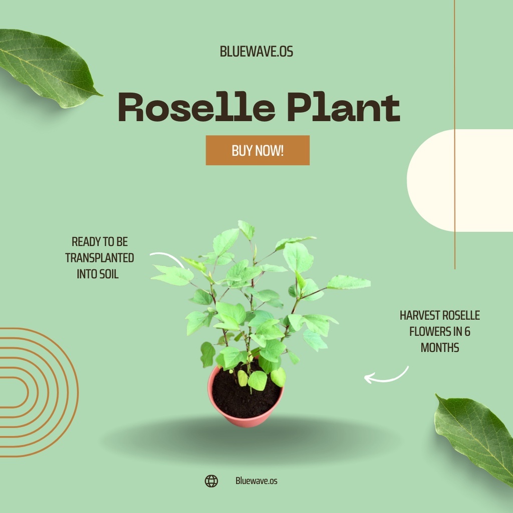 Anak Pokok Roselle Hibiscus Bunga Ribena (1 plant) | Shopee Malaysia