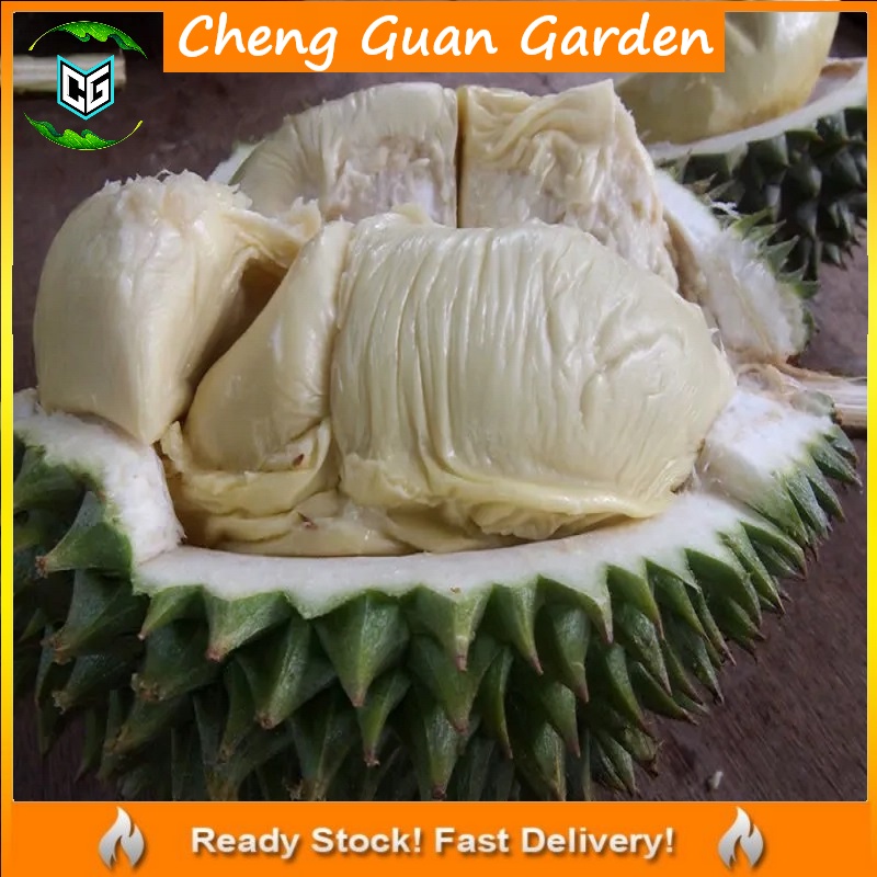 Anak Pokok Durian Capri Kapri Balik Pulau Limited Edition Buah Lebat ...