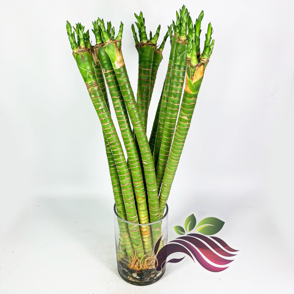 [Indoor Plant] Lucky Bamboo Curly Bamboo Lucky Bamboo Variegated 转运竹 ...