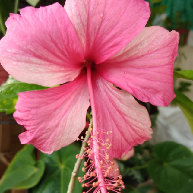 Pokok bunga raya kampung | Shopee Malaysia