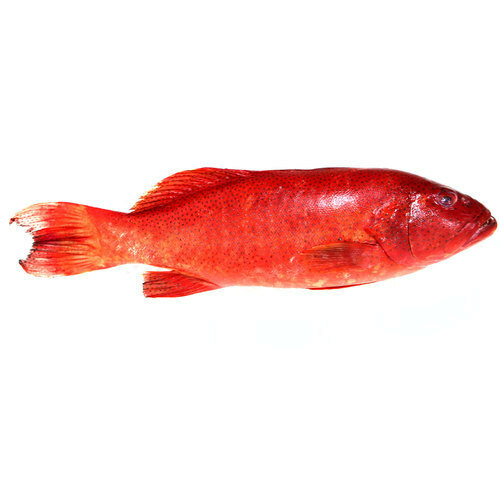 Red Garoupa 7 Star Whole (600-800G) - Cleaned | Shopee Malaysia