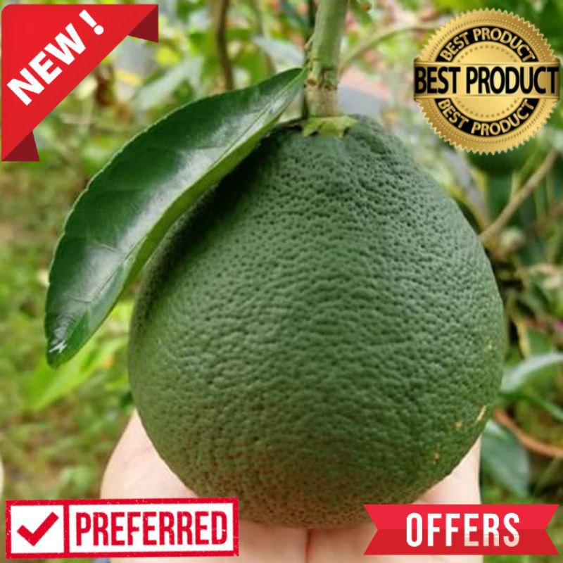 POKOK LIMAU SUNKIST BALI / POMELO SUNKIST CEPAT BERBUAH RASA MANIS ...