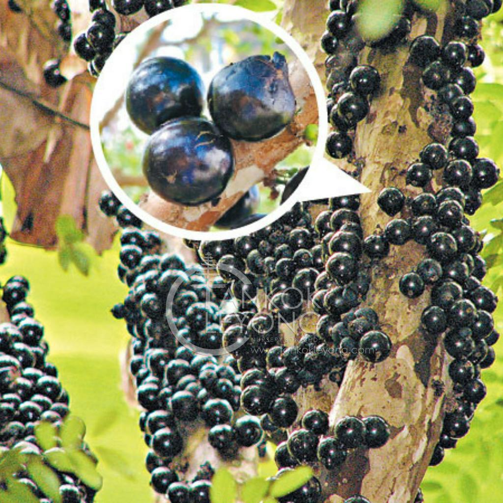 TKL - Outdoor Big Size Four Seasons Jaboticaba Fruit Tree (Sapling ...