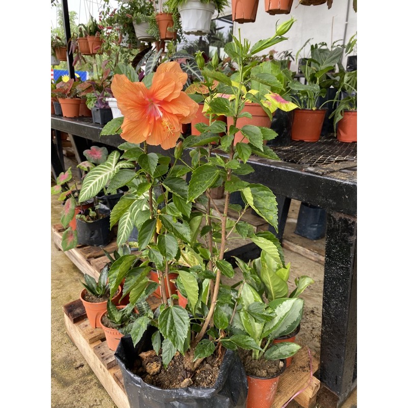 Bunga Raya Hibiscus Flower | Shopee Malaysia
