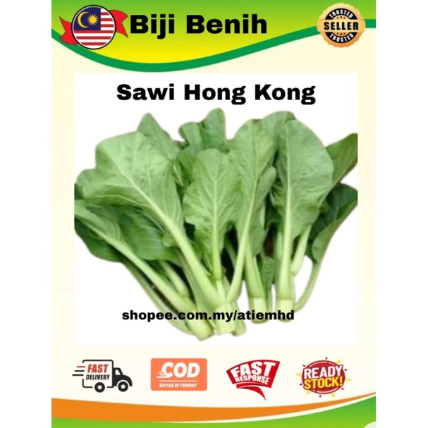 Sawi Hong Kong/Sawi Manis** Biji Benih 40-60 pcs/seeds | Shopee Malaysia