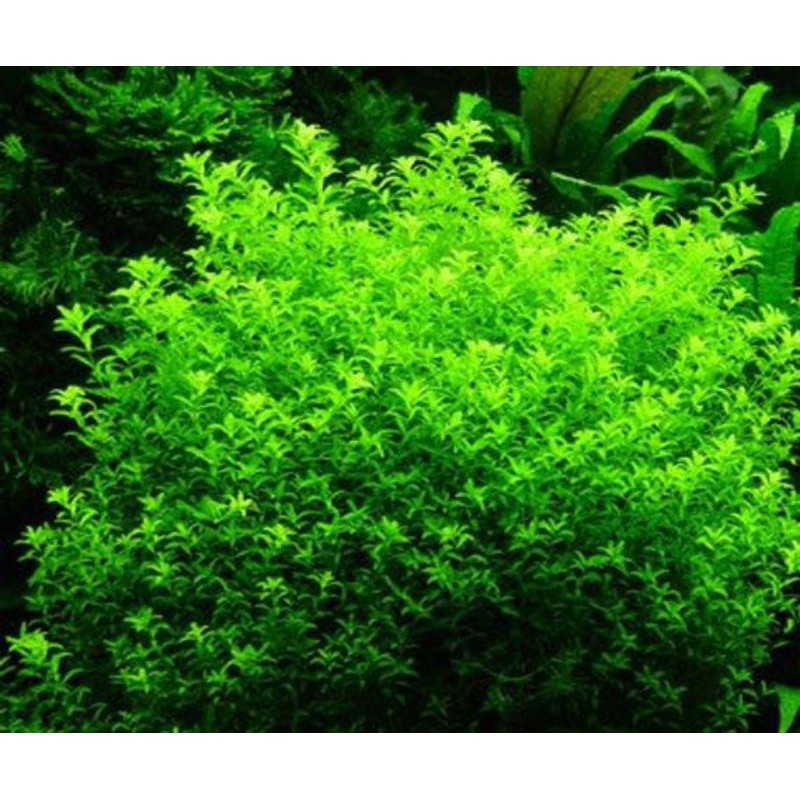 Pearl Weed / Hemianthus Micranthemoides (Emersed) | Shopee Malaysia