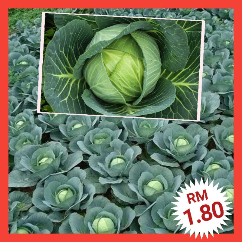 L34 Benih Kubis bulat Manis (150+/-) Cabbage 甘蓝包菜种子 / Vegetable Seeds ... L34 Benih Kubis bulat Manis (150+/-) Cabbage 甘蓝包菜种子 / Vegetable Seeds ...