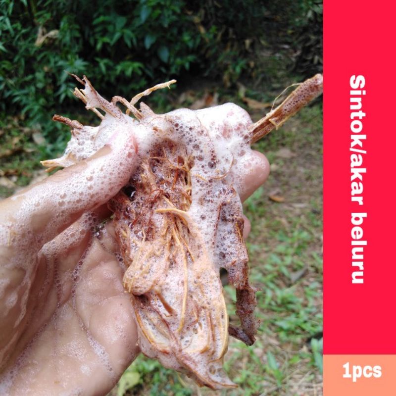 AKAR SINTOK/ AKAR BELURU (HARGA SEIKAT) | Shopee Malaysia