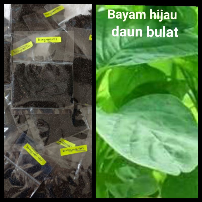 biji benih sayur murah | Shopee Malaysia